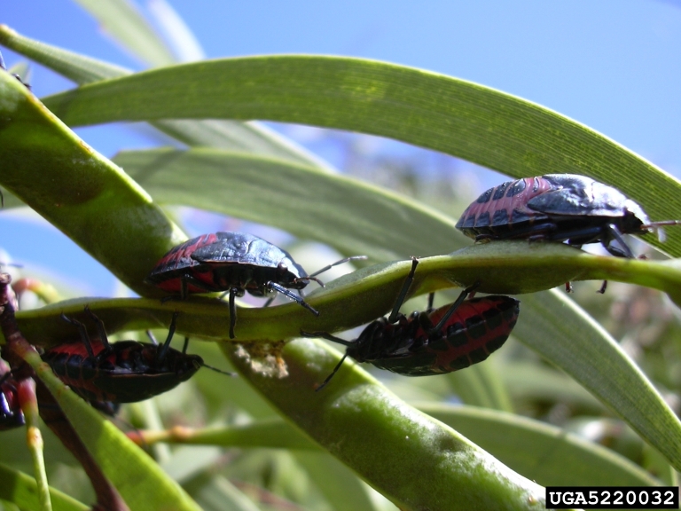 koa bug (Coleotichus blackburniae White)
