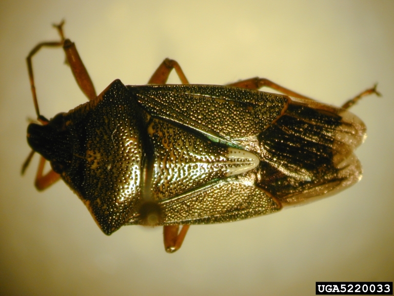stink bug (Oechalia pacifica)