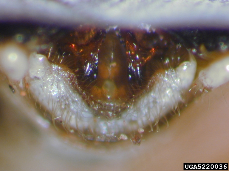 stink bug (Oechalia pacifica (Stål, 1859))