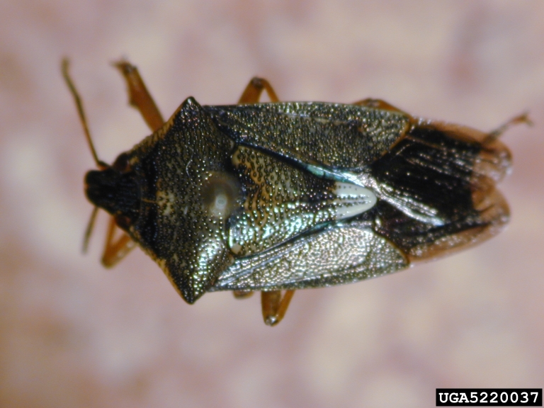 stink bug (Oechalia pacifica)