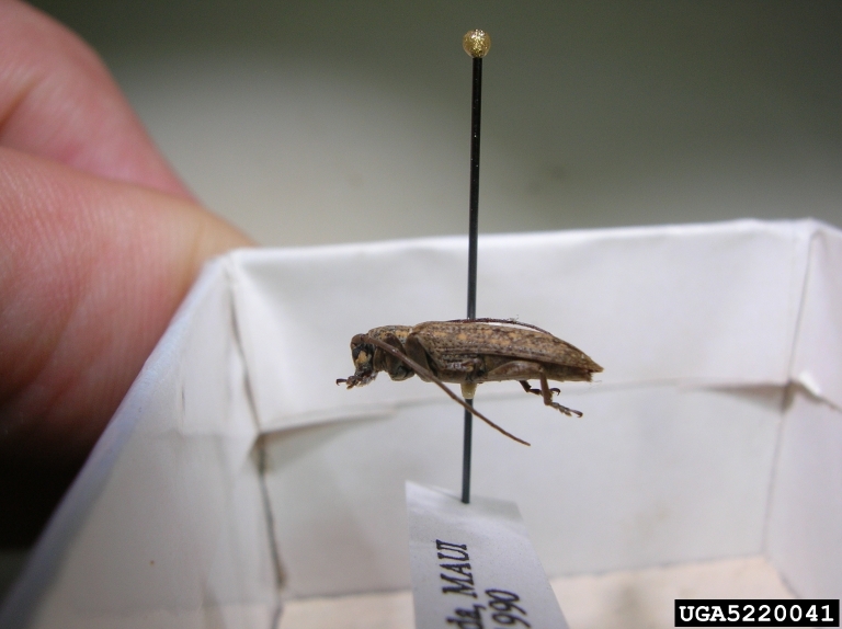 long-horned beetle (Sybra alternans)