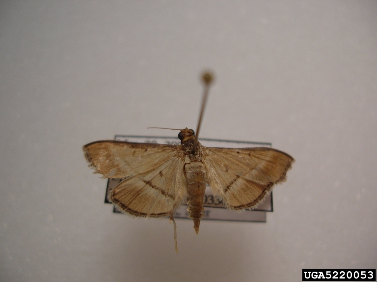 Crambid moth (Omiodes demaratalis Walker 1859)