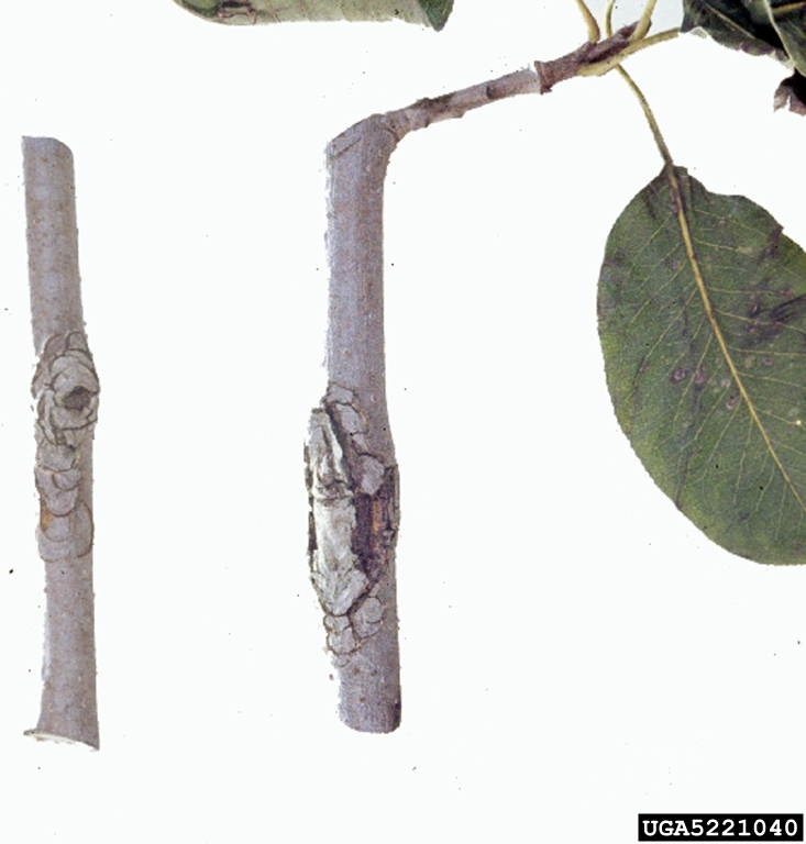 fire blight (Erwinia amylovora ) on pear (Pyrus spp. ) - 5221040