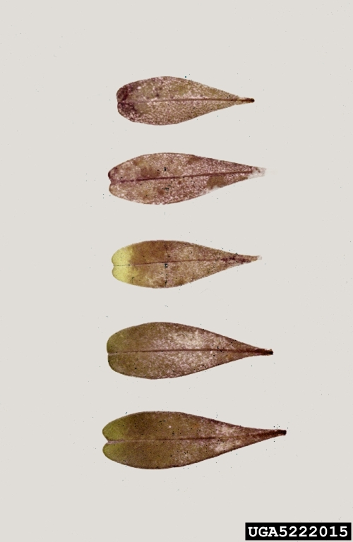 bakanae of rice (Fusarium fujikuroi Nirenberg)