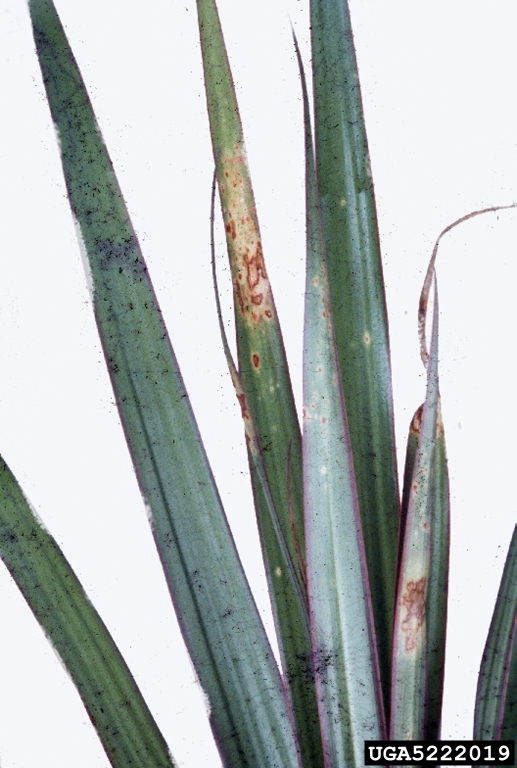 bakanae of rice (Fusarium fujikuroi Nirenberg)