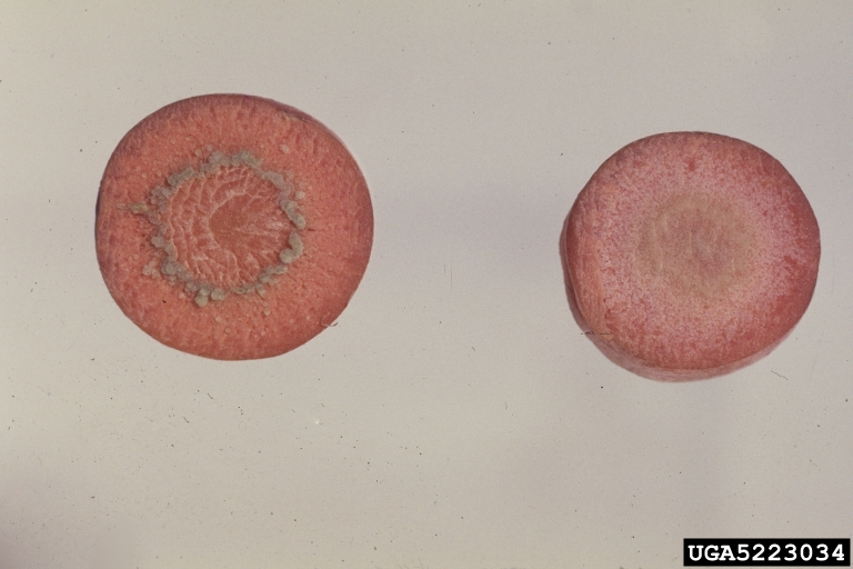 crown gall (Rhizobium radiobacter (Beijerinck and van Delden 1902 ...