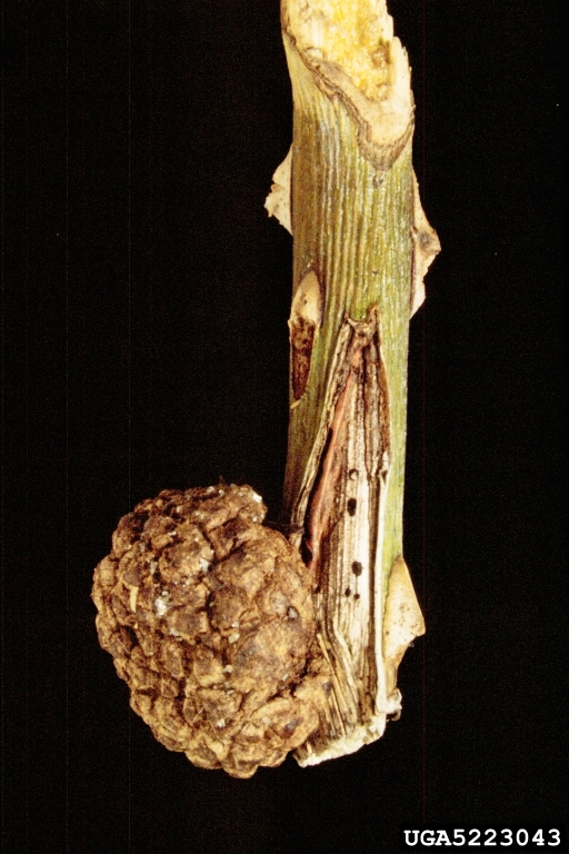 crown gall (Rhizobium radiobacter ) on multiflora rose (Rosa multiflora ...