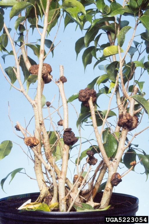 crown gall (Rhizobium radiobacter (Beijerinck and van Delden 1902 ...