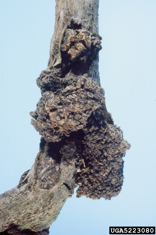 crown gall (Rhizobium radiobacter)