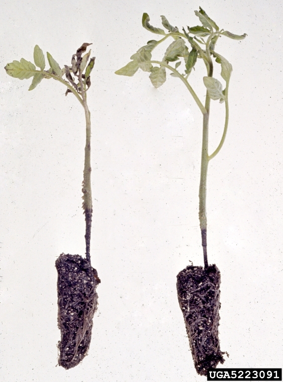 early blight (Alternaria solani Sorauer)
