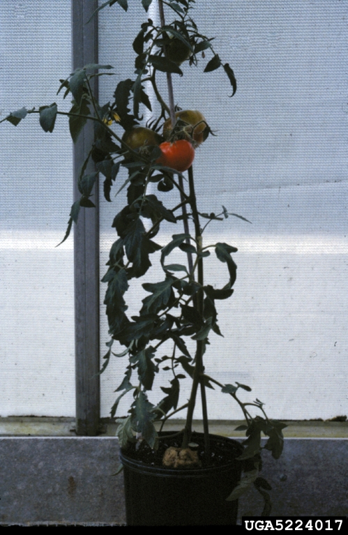 crown gall (Rhizobium radiobacter)