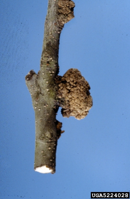 crown gall (Rhizobium radiobacter (Beijerinck and van Delden 1902 ...
