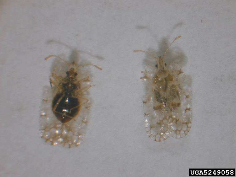 cotton lace bug (Corythucha gossypii (Fabricius))