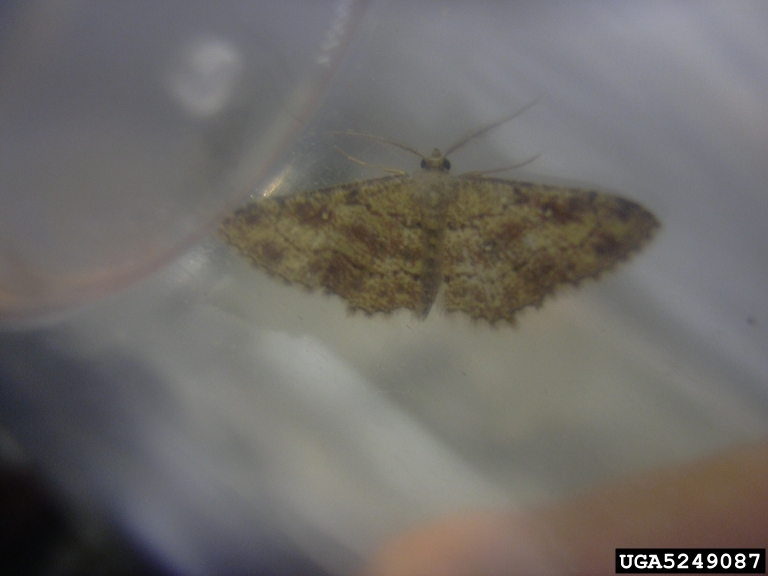 Geometrid moth (Cyclophora nanaria Walker 1861)