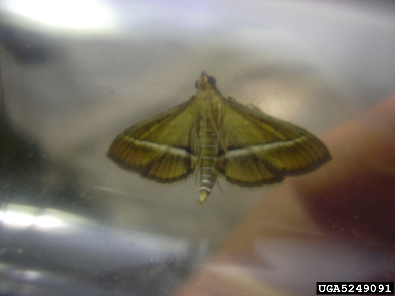 Crambid moth (Omiodes demaratalis)