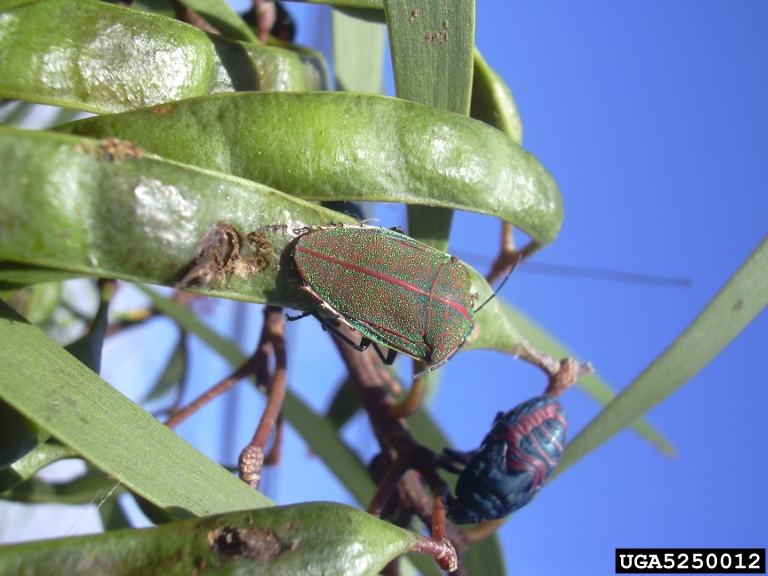 koa bug (Coleotichus blackburniae)