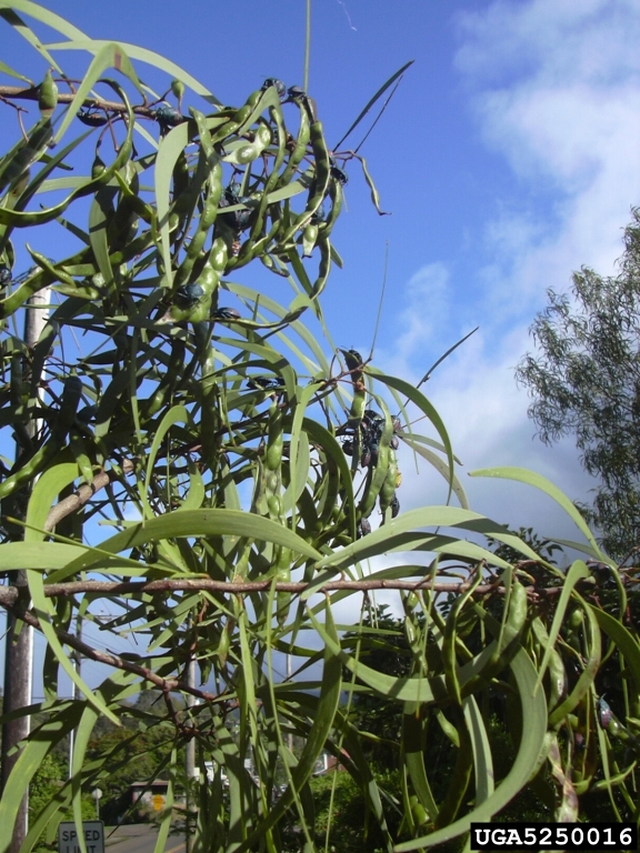 koa bug (Coleotichus blackburniae)