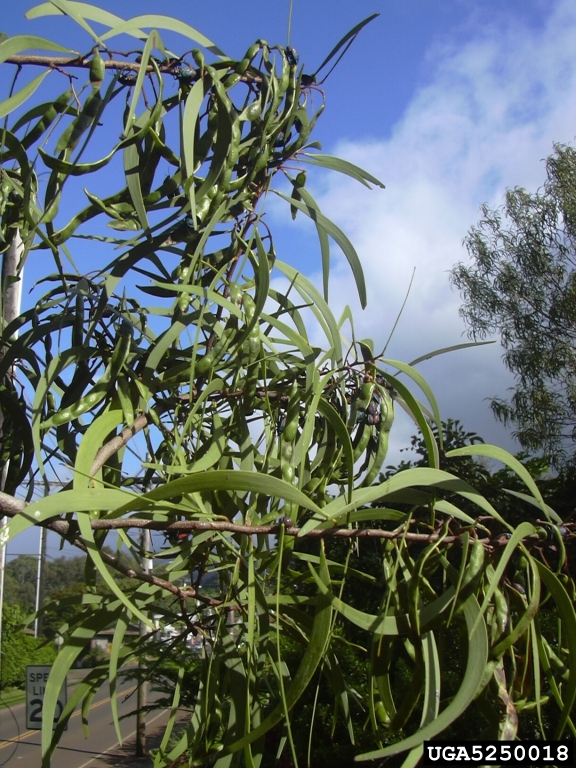 koa bug (Coleotichus blackburniae)