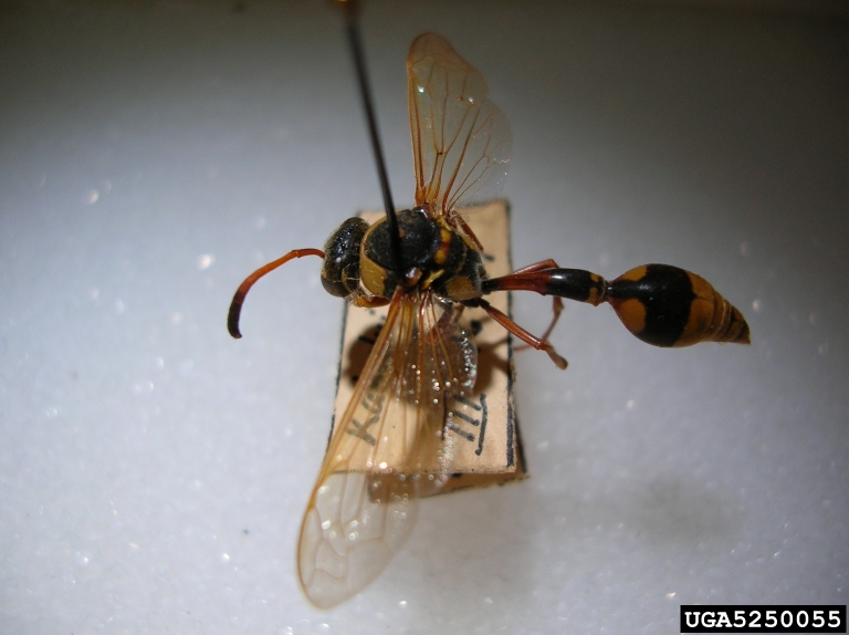 yellow and black potter wasp (Delta campaniforme campaniforme (Fabricius))