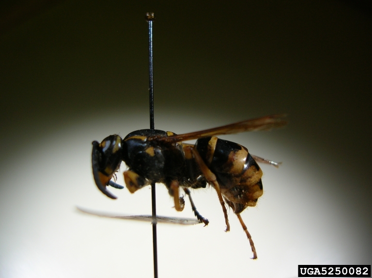 wasp (Vespula vulgaris (Linnaeus, 1758))