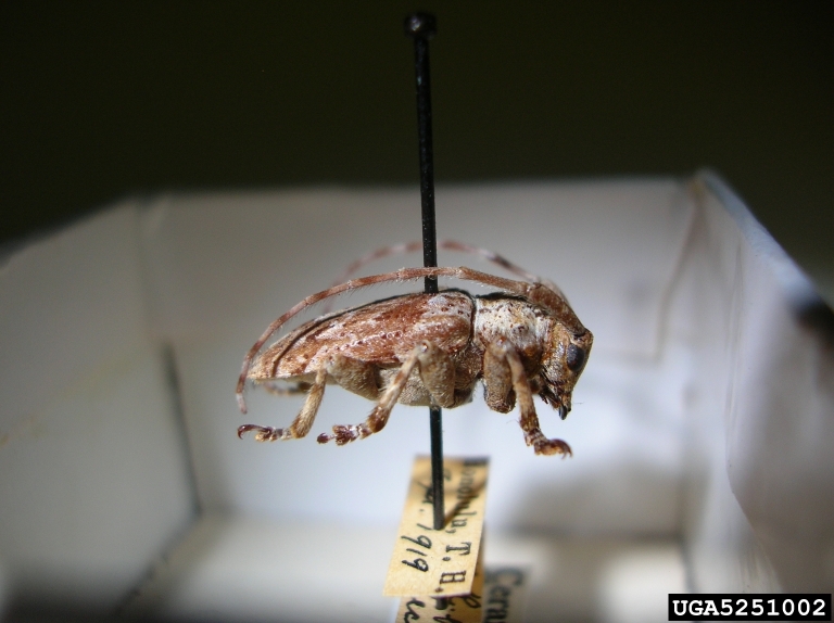 Albizia long-horned beetle (Coptops aedificator)