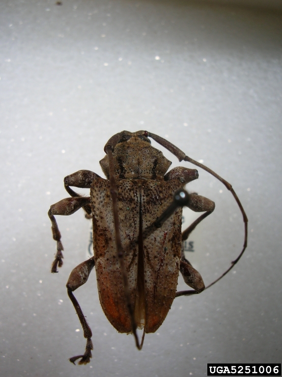 Longhorn Beetle (Lagocheirus undatus Thompson, 1860)
