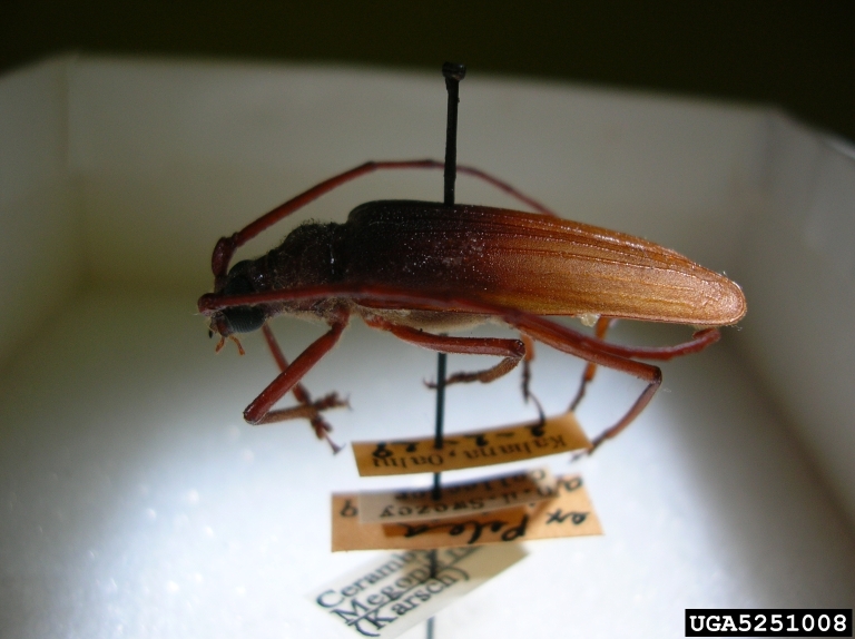 koa longhorned beetle (Aegolipton reflexum)