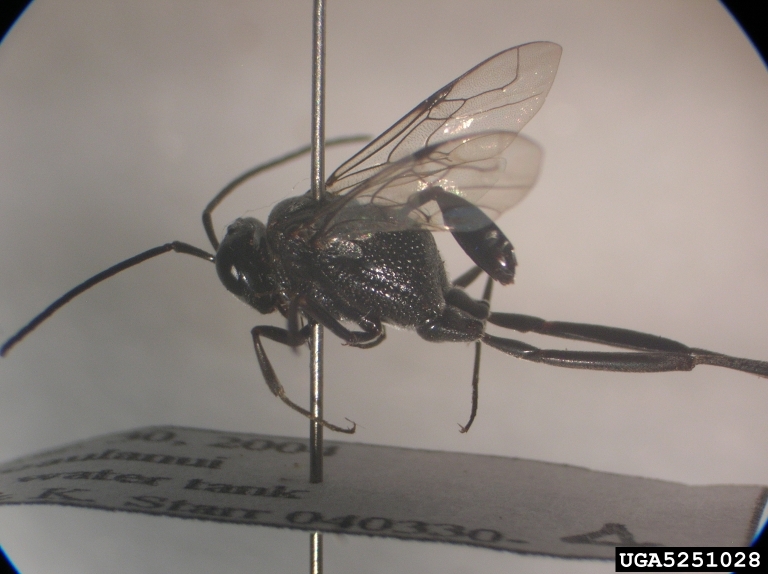 ensign wasp, Evania appendigaster (Hymenoptera: Evaniidae) - 5251028