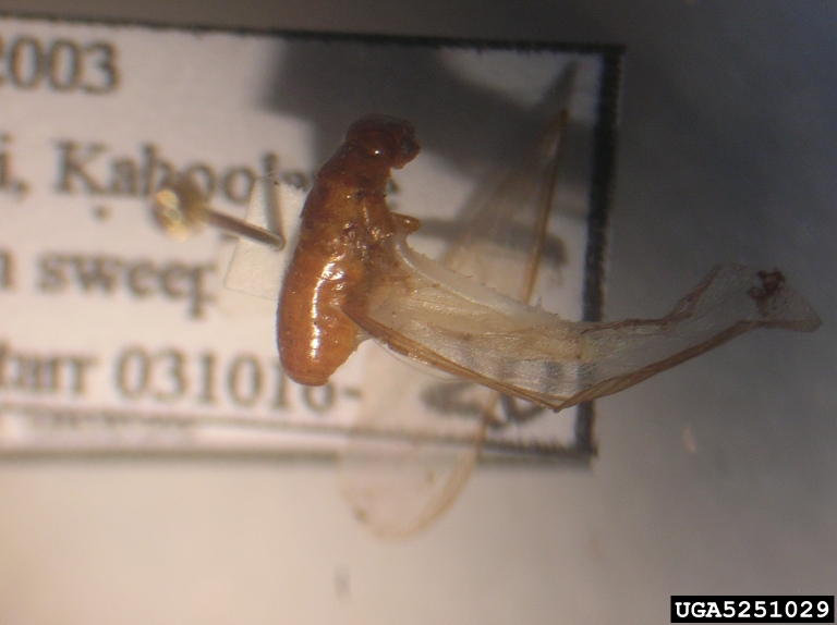 west indian powderpost drywood termite (Cryptotermes brevis (Walker))