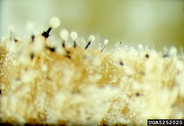 Dutch elm disease (novi-ulmi) (Ophiostoma novo-ulmi)