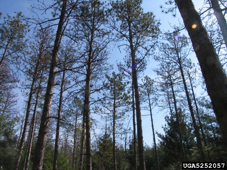 pine engraver (Ips pini)