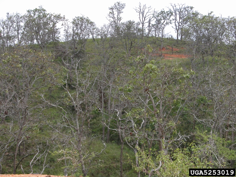 oak decline