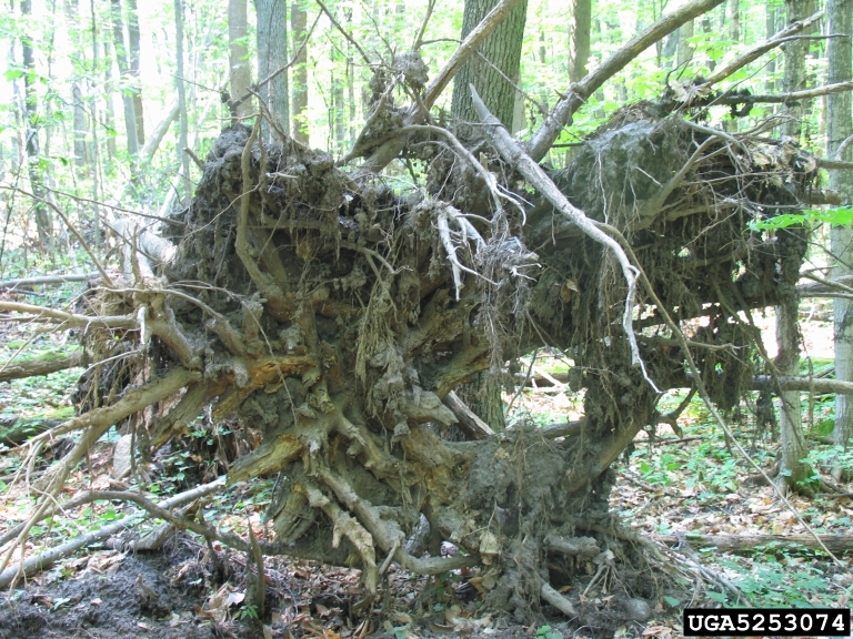 root lifting, soil heaving, and windthrow