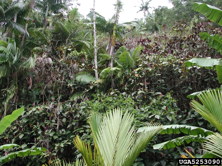 miconia (Miconia calvescens)
