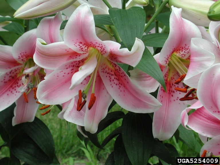 lily (Genus Lilium L.)