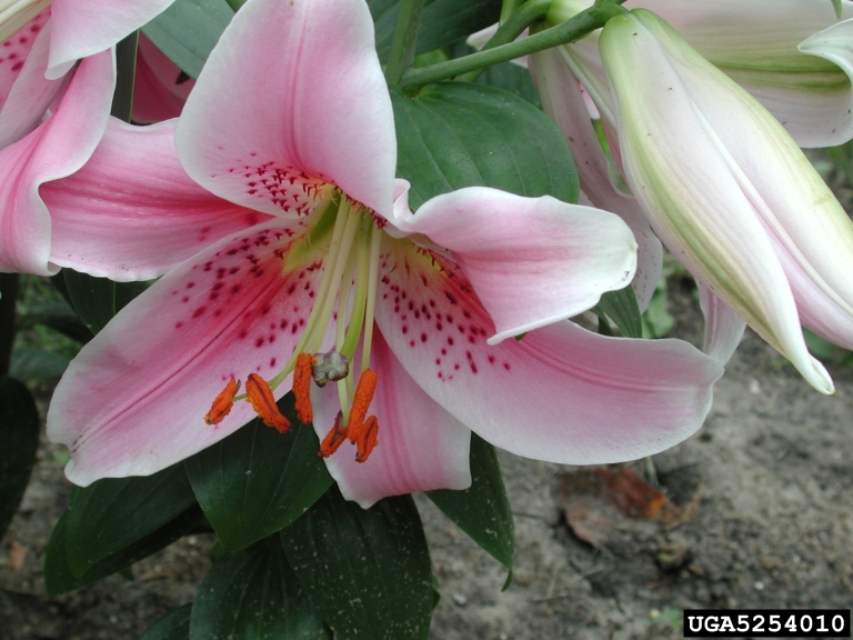 lily (Genus Lilium)
