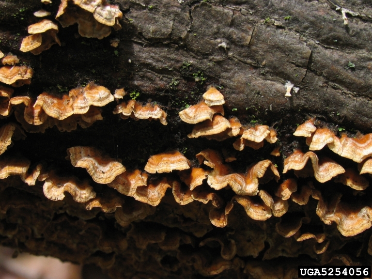 Stereum fungus (Stereum complicatum (Fries) Fries)