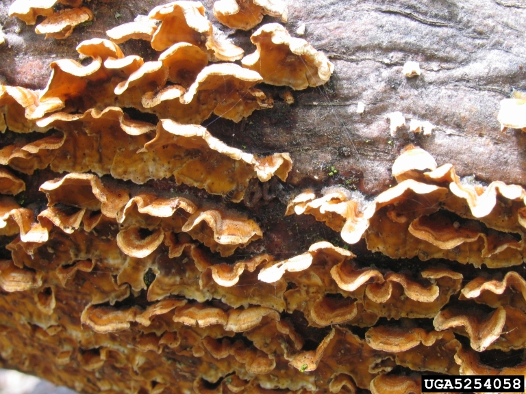 Stereum fungus (Stereum complicatum)