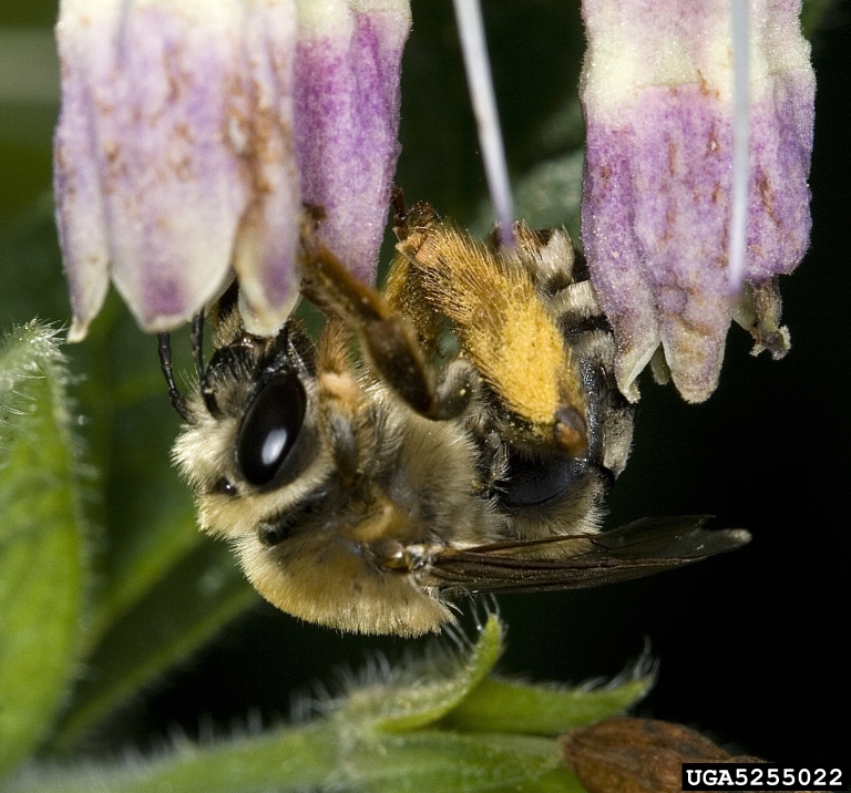 bumble bees, honey bees, stingless bees (Family Apidae)