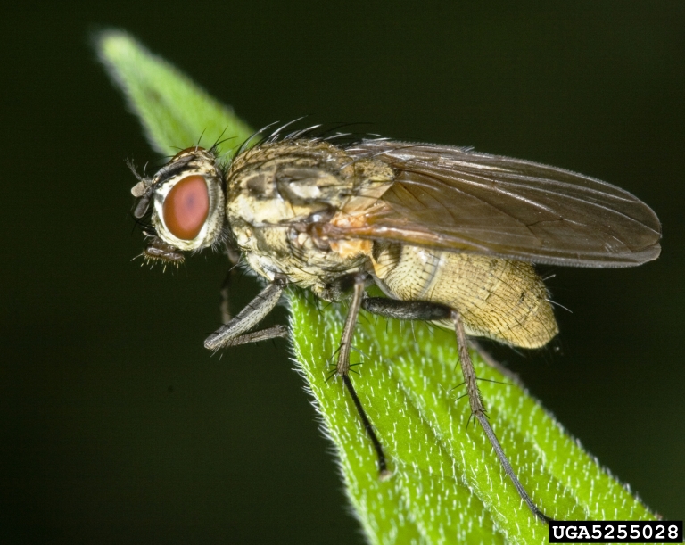 Anthomyiid fly (Family Anthomyiidae)