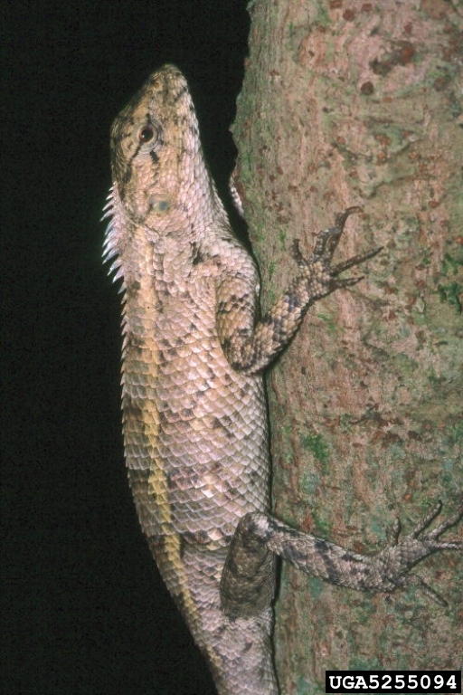 Calotes Versicolor