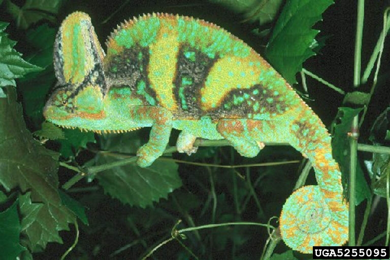 veiled chameleon (Chamaeleo calyptratus)