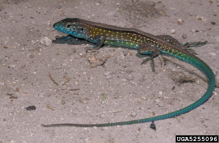 rainbow whiptail (Cnemidophorus lemniscatus)