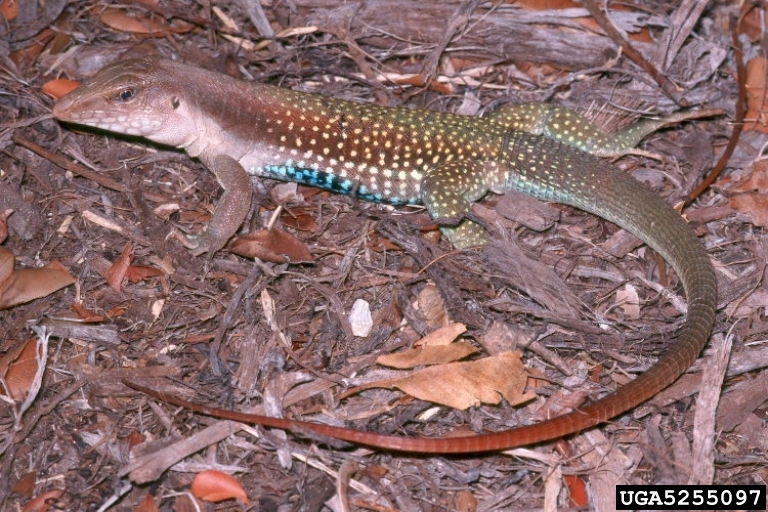 giant whiptail (Aspidoscelis motaguae (Sakett, 1941))