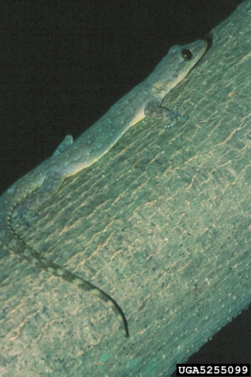 Indo-Pacific gecko (Hemidactylus garnotii Duméril and Bibron, 1836)