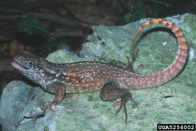 northern curly-tailed lizard (Leiocephalus carinatus armouri Gray, 1827)