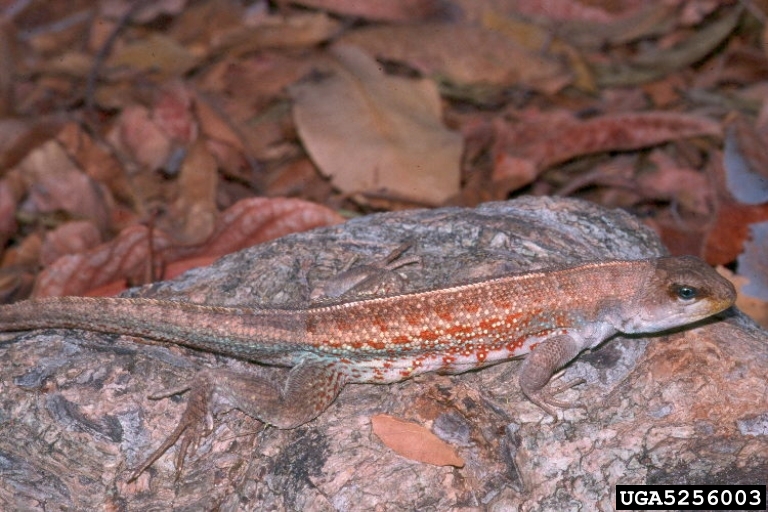 red-sided curly-tailed lizard, Leiocephalus schreibersii schreibersii ...