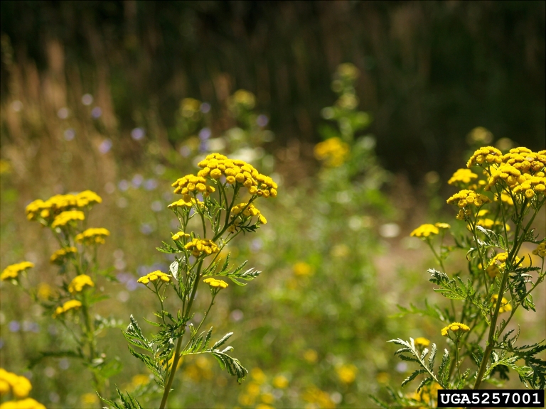 common tansy (Tanacetum vulgare L.)