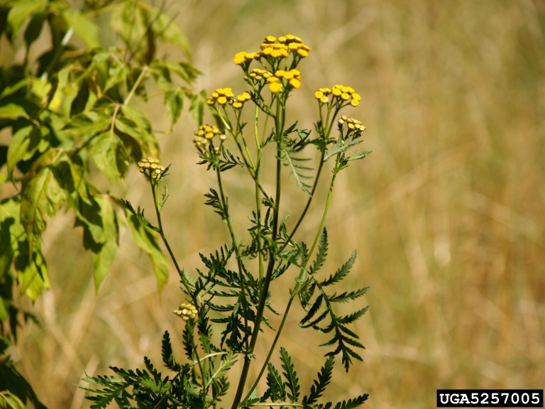 common tansy (Tanacetum vulgare L.)