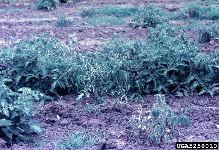 Southern bacterial wilt (Ralstonia solanacearum (except Race 3 Biovar 2))